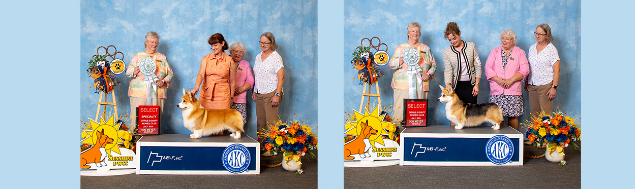 Sunshine PWCC - Sunshine Pembroke Welsh Corgi Club